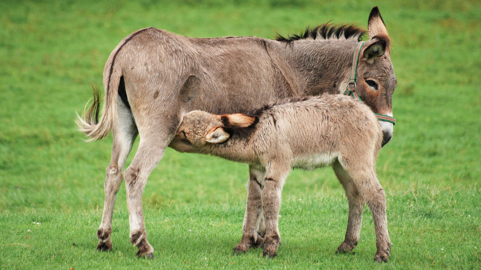Storie e curiosità | Palati a Spasso
